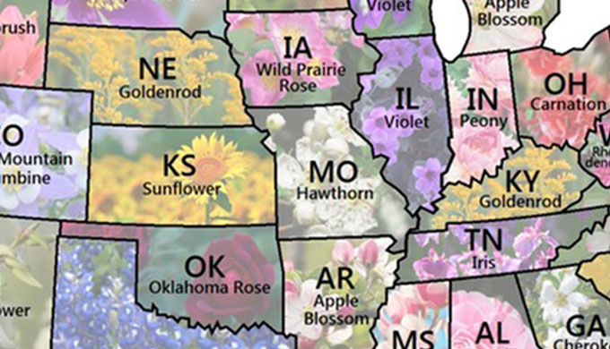 Map Shows Every U S State Flower