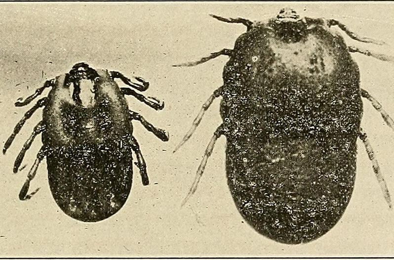 Fever Tick Found on Cattle in Live Oak County