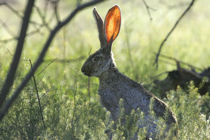 jackrabbit - Texas Hill Country